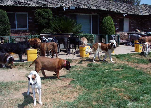 Gentle Giants Rescue and Adoptions